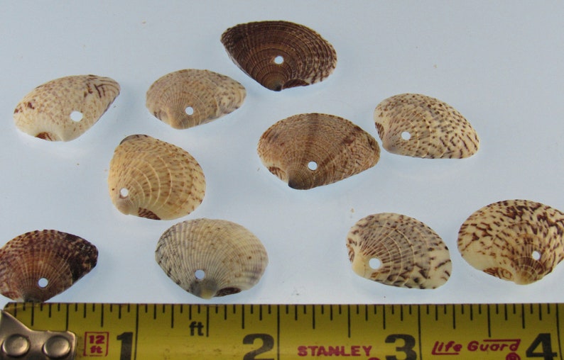 Small Drilled Beach Clam Seashells, Set of 25 Shells With Holes for ...