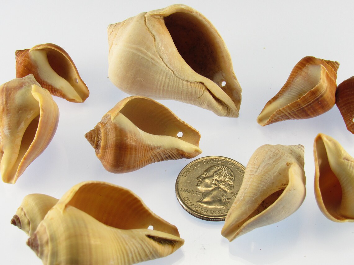 Drilled Pear Shaped Seashells Set of 10 Pyrula Shells with | Etsy