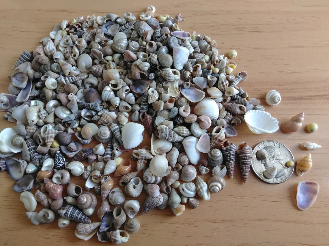 Tiny Seashell Assortment 1/8 to 1 Inch One 3 X 4 - Etsy