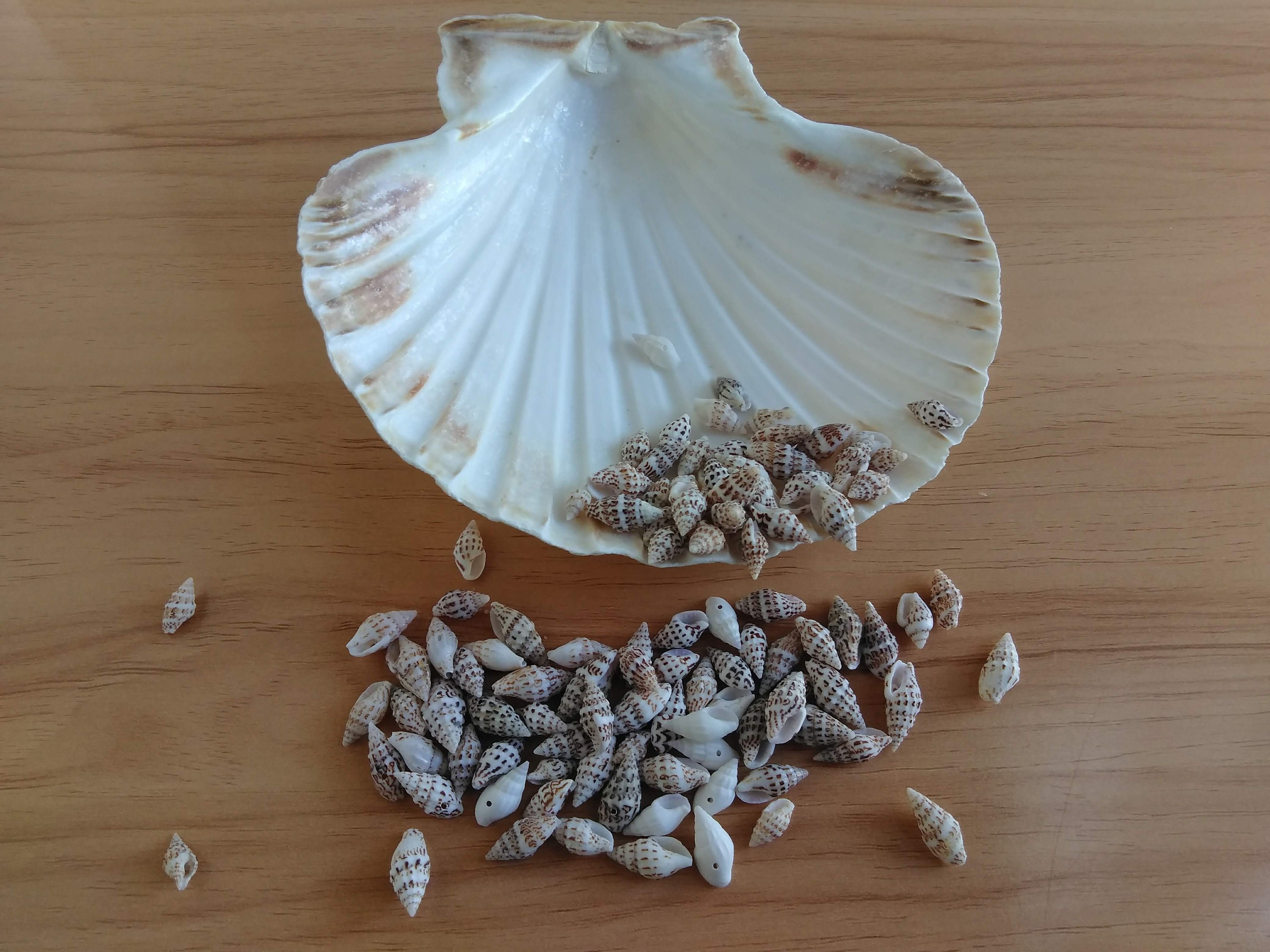 Tiny Drilled Seashells for Jewelry Making Assorted Set of 25 - Etsy