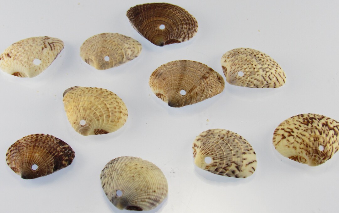Small Drilled Beach Clam Seashells, Set of 25 Shells With Holes for ...