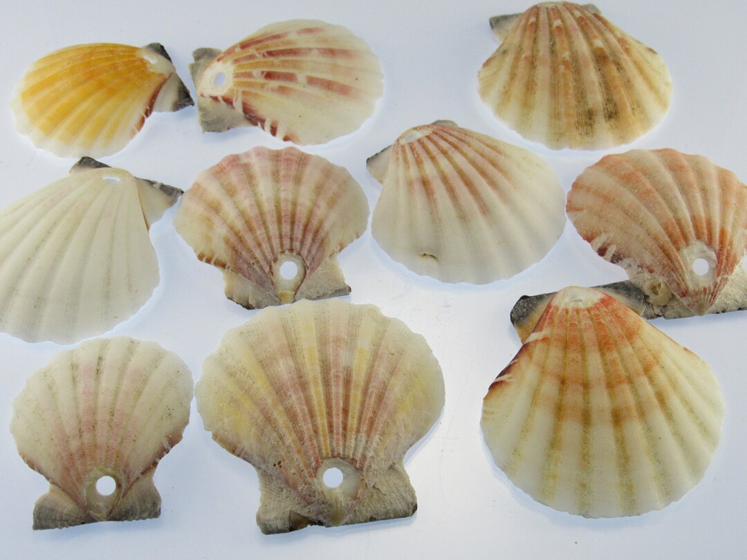 Drilled Natural Pecten Seashells With Holes, Set of 10 Pectens, 1.5 to ...