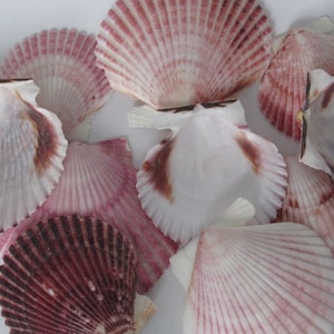 Craft Seashells, 10 Handpicked Purple Pectin Seashells, 2 to 2.5 Inch ...