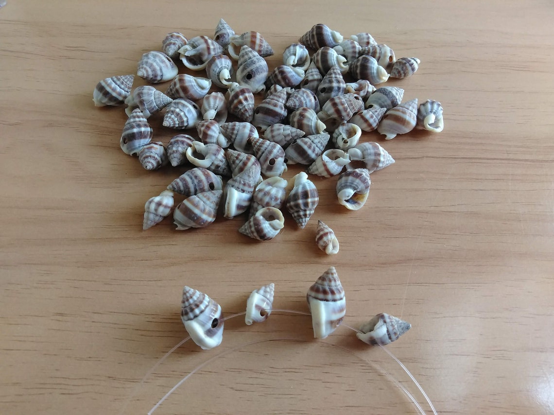 25 Drilled Small Seashells Nassarius Phyrus Shells With Holes - Etsy