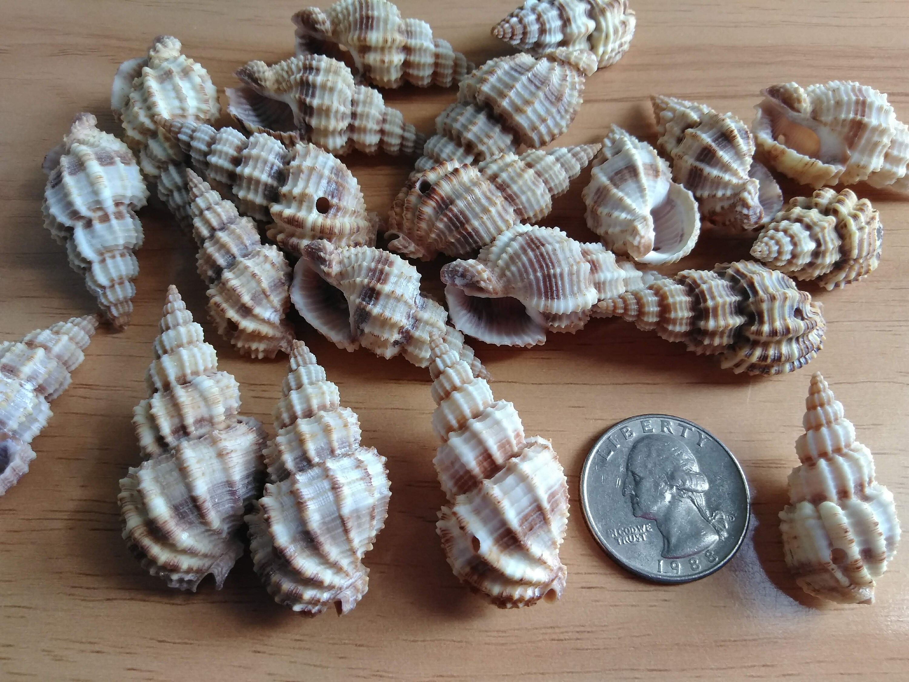 Small Drilled Thorny Conch Seashells Set of 25 Shells - Etsy