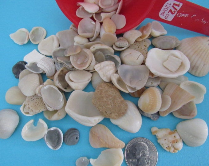 Small Beach Shells and Fragments 1/4 to 1-1/2 Inch One - Etsy