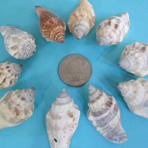 Pre-drilled Seashells, Set of 25 Brown and White Chula Shells With ...