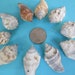 Pre-drilled Seashells, Set of 25 Brown and White Chula Shells With ...