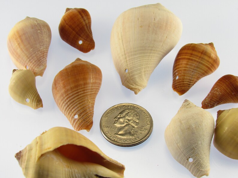 Drilled Pear Shaped Seashells Set of 10 Pyrula Shells with | Etsy