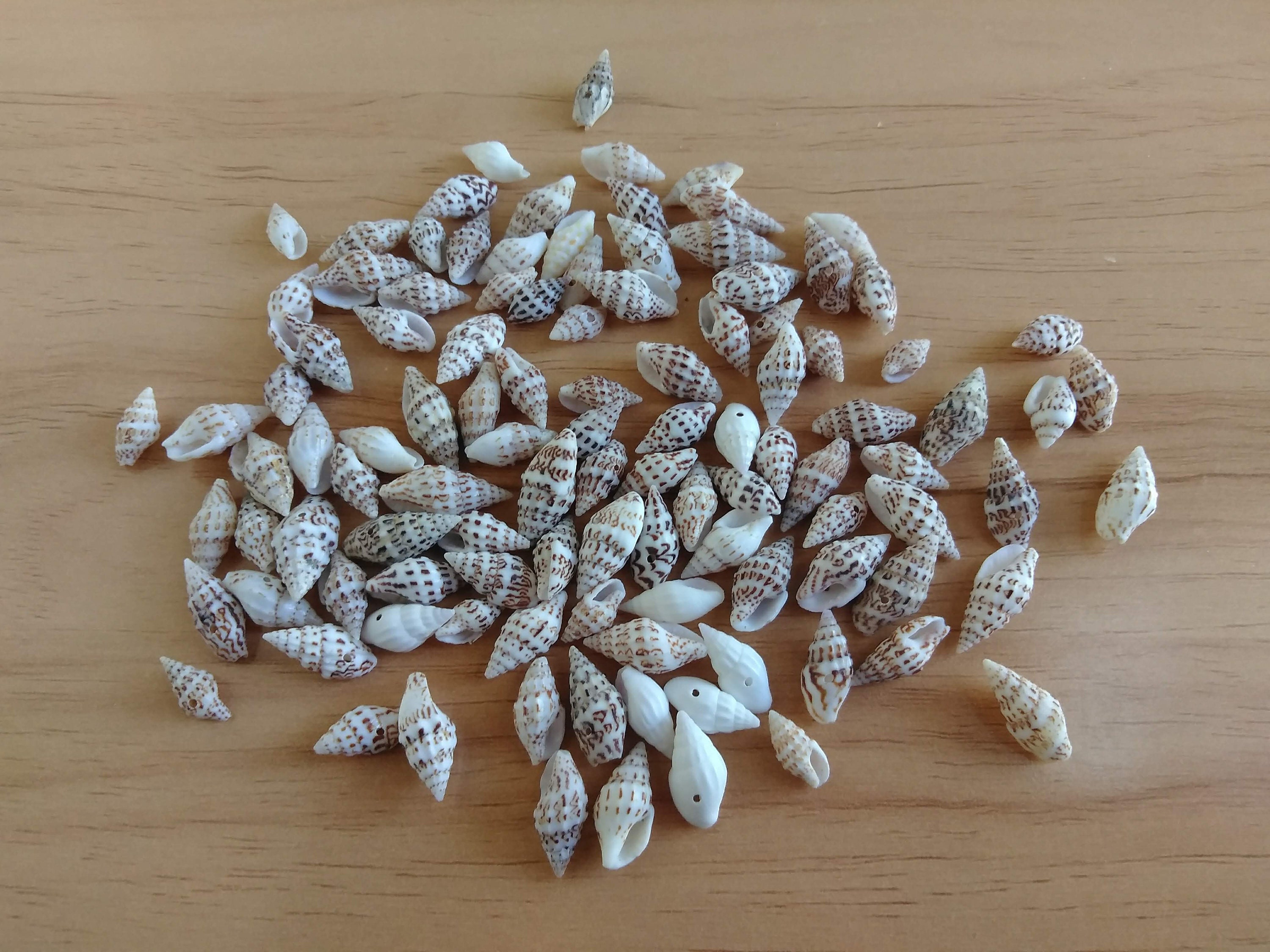 Tiny Drilled Seashells for Jewelry Making Assorted Set of 25 - Etsy