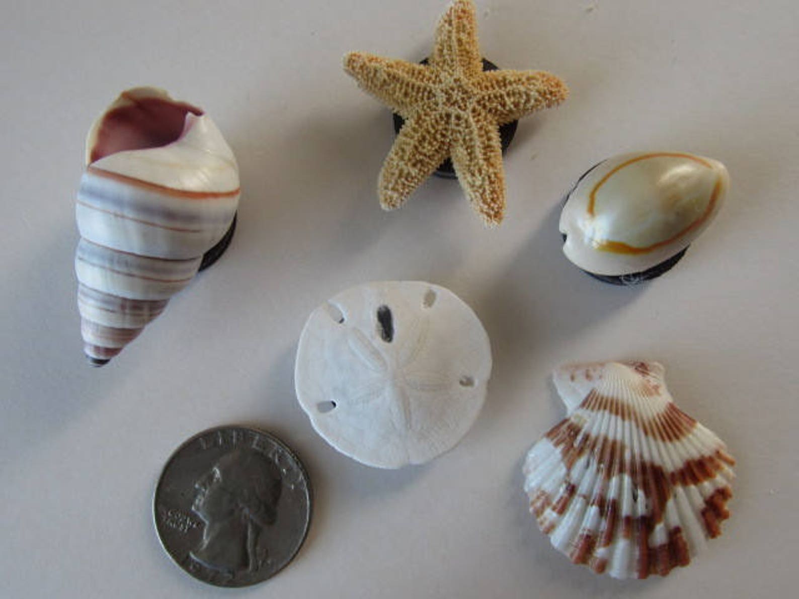 Refrigerator Magnets, Set of 5 Seashell Magnets, Office Note Holders ...