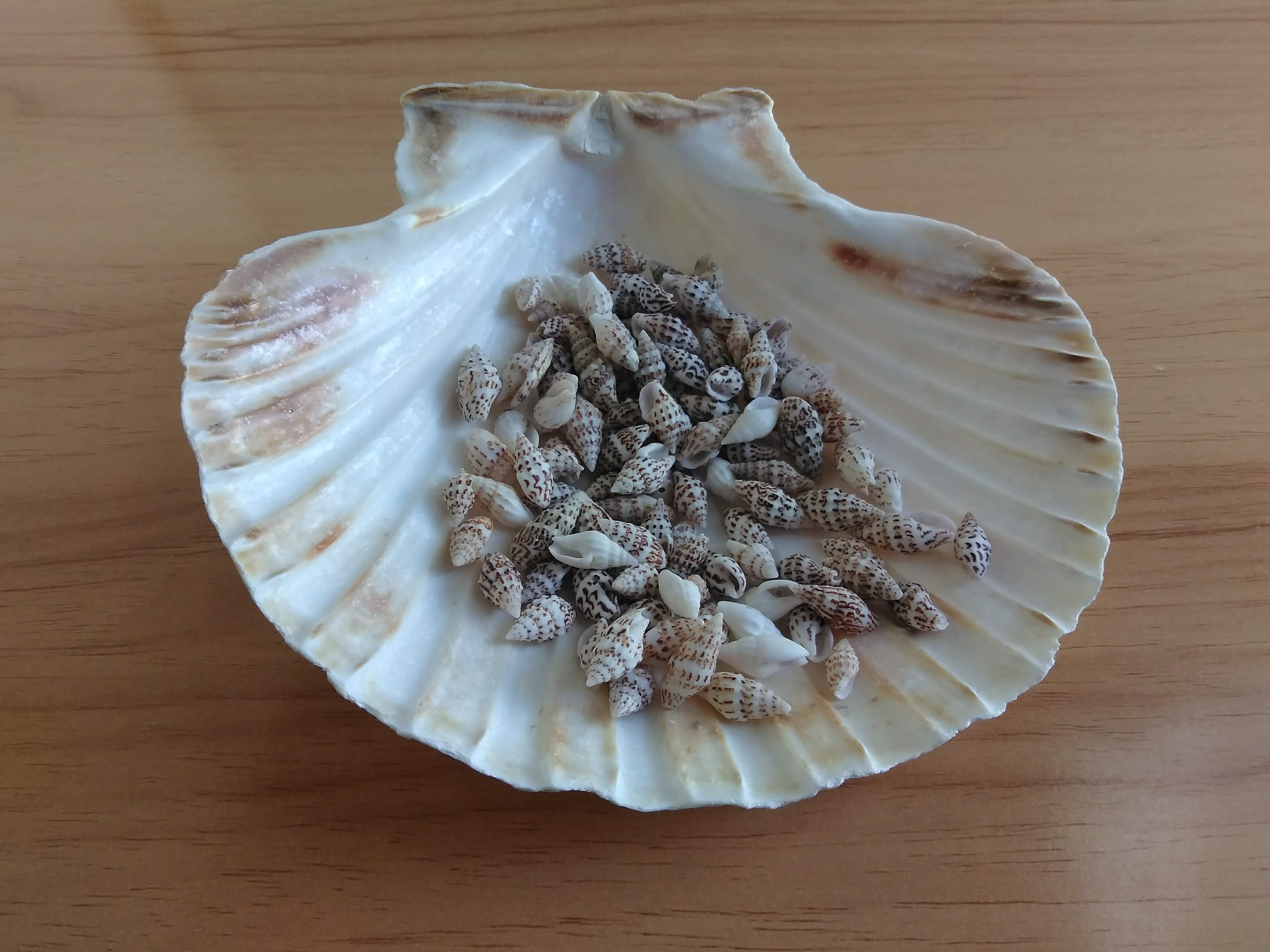 Tiny Drilled Seashells for Jewelry Making Assorted Set of 25 - Etsy