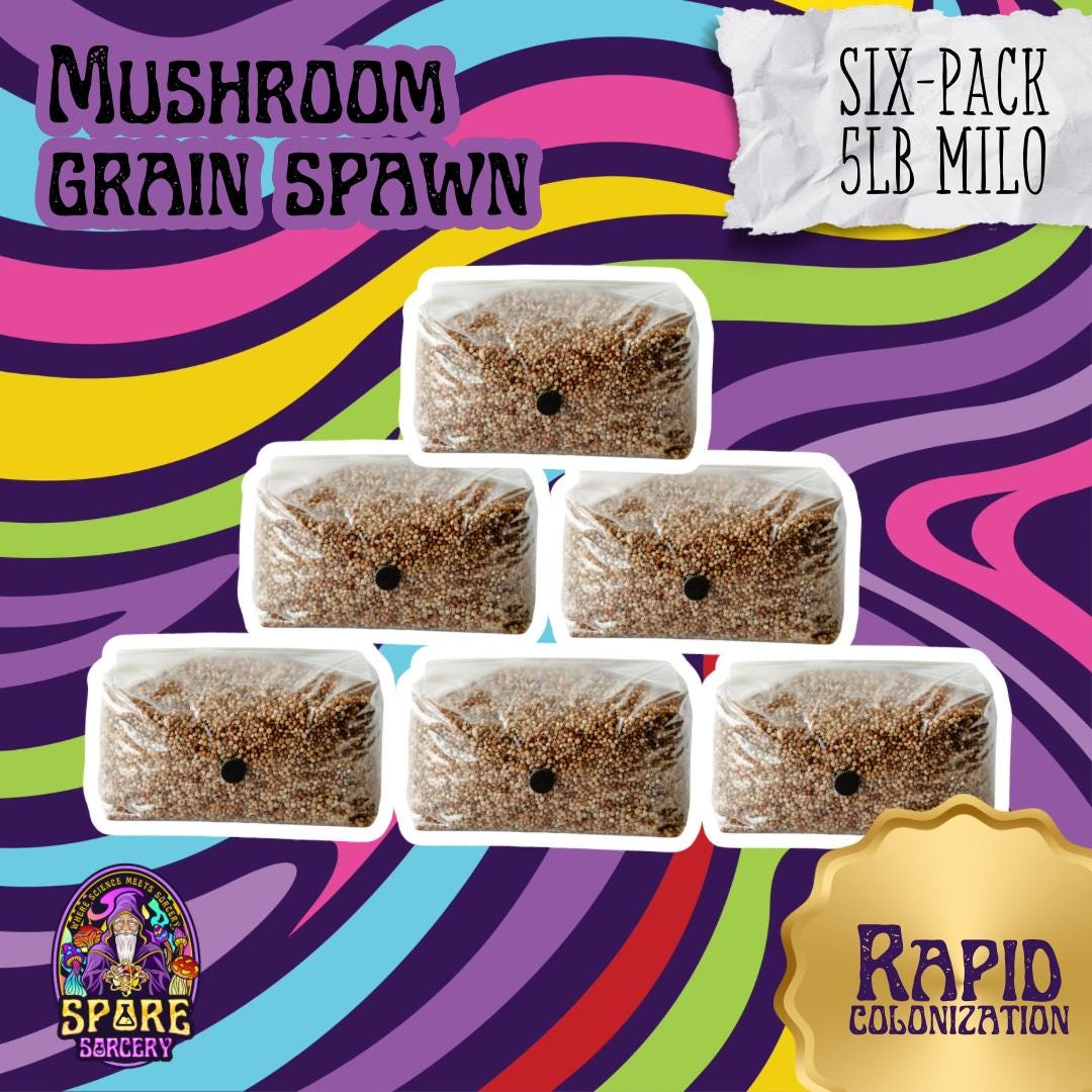 6 Pack | 5lb Milo Sorghum Grain Spawn| Sterile Grain for Mushrooms ...