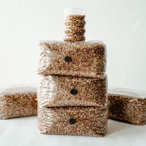 3 Pack | 5lb Milo Sorghum Grain Spawn| Sterilized Grain for Mushrooms ...