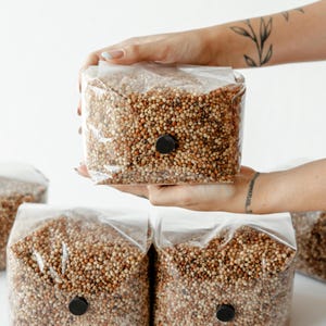 3 Pack | 3 Lb Milo Sorghum Grain Spawn | Sterile Grain for Mushrooms ...