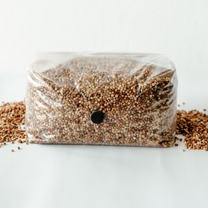 3 Pack | 5lb Milo Sorghum Grain Spawn| Sterilized Grain for Mushrooms ...