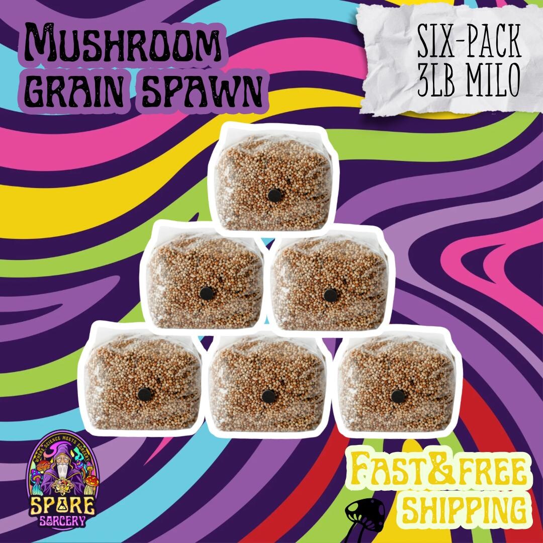 6 Pack 3 Lb Milo Sorghum Grain Spawn 18 Lbs Sterile Grain for Mushrooms ...