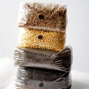 3 Pack | 5lb Milo Sorghum Grain Spawn| Sterilized Grain for Mushrooms ...