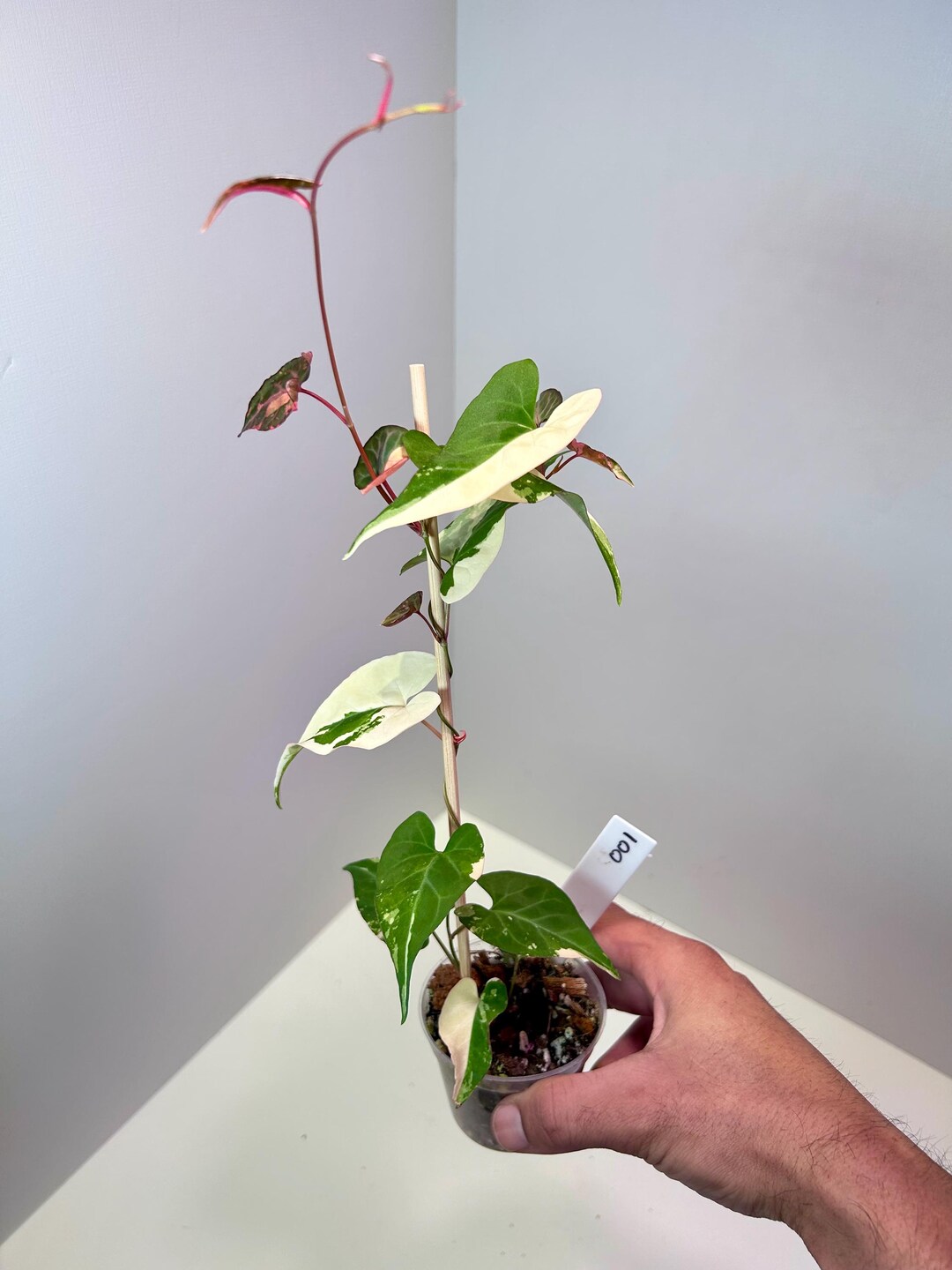 Fallopia Multiflora Variegated 2" Pot - Etsy