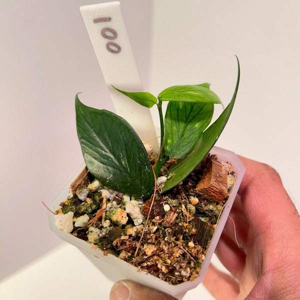 Fishtail Hoya - Etsy