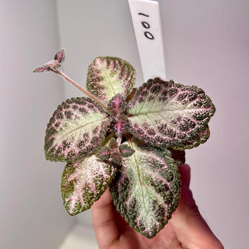 Episcia - Etsy