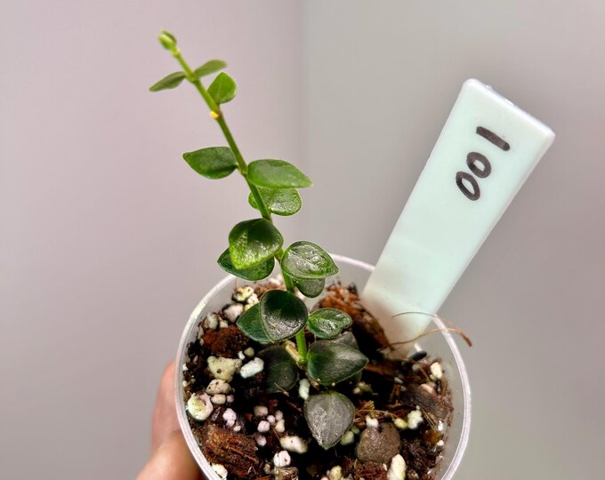 Hoya Spectatissima - Etsy