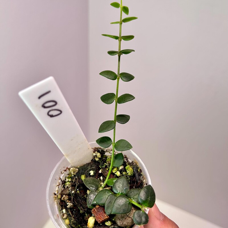Hoya Plant - Etsy