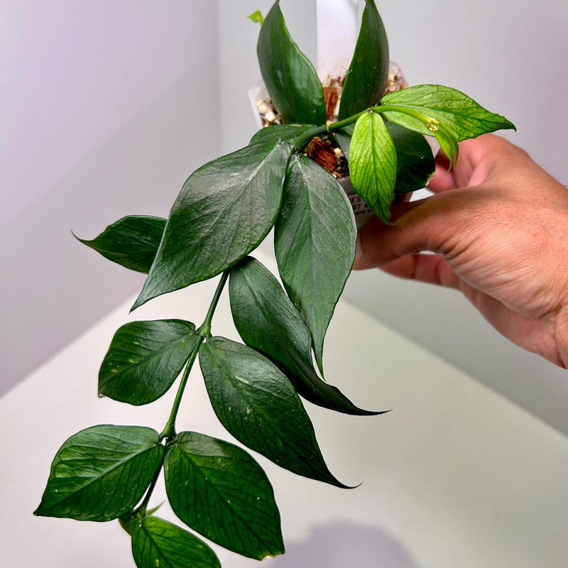 Fishtail Hoya - Etsy