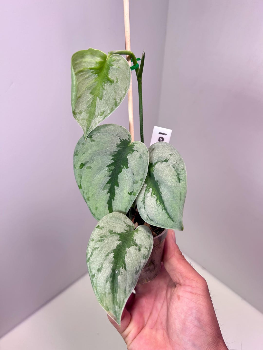 Scindapsus Pictus 'sparkling Borneo' 2" Pot - Etsy