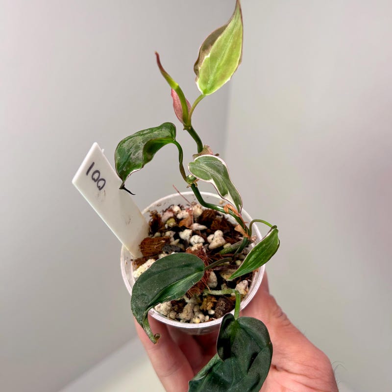 Philodendron Mint Micans - Etsy