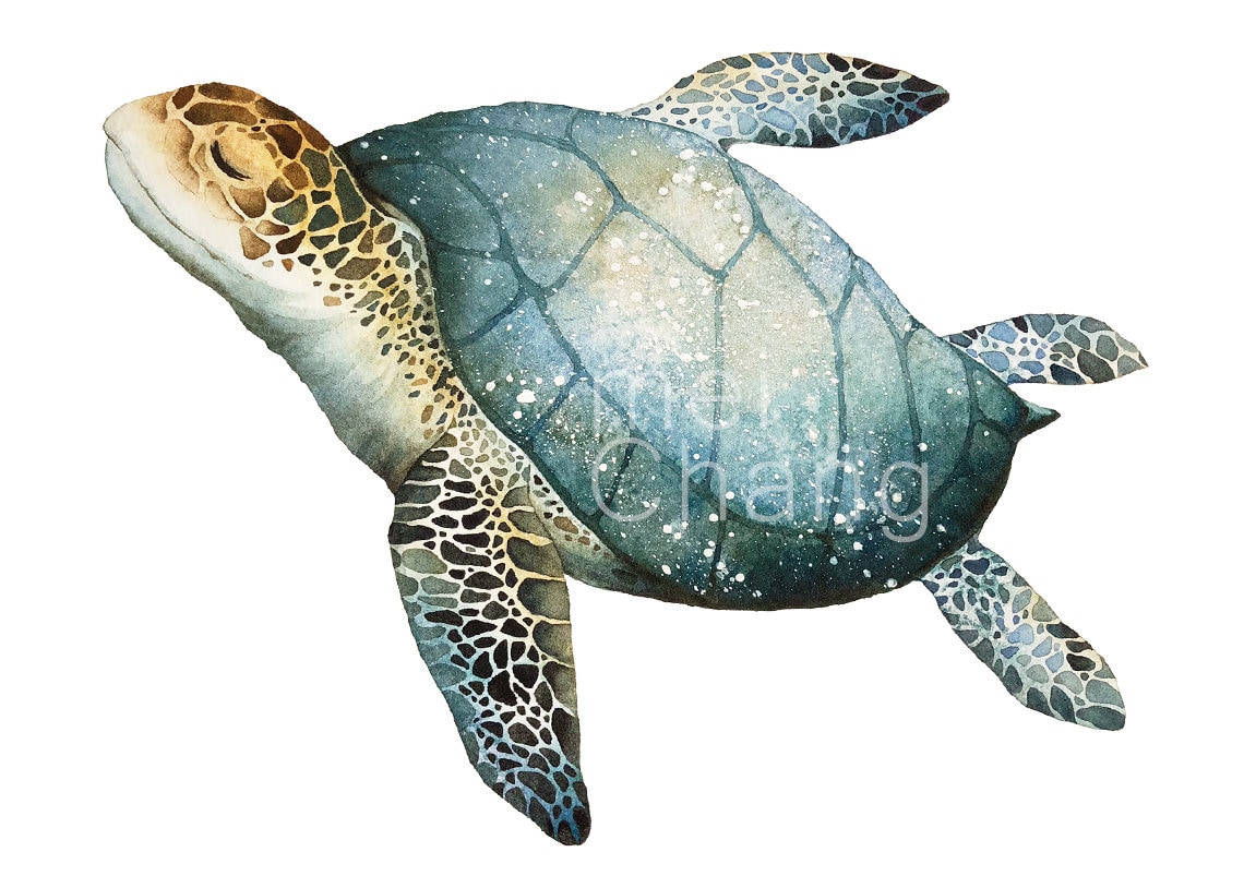 Sea Turtle Art
