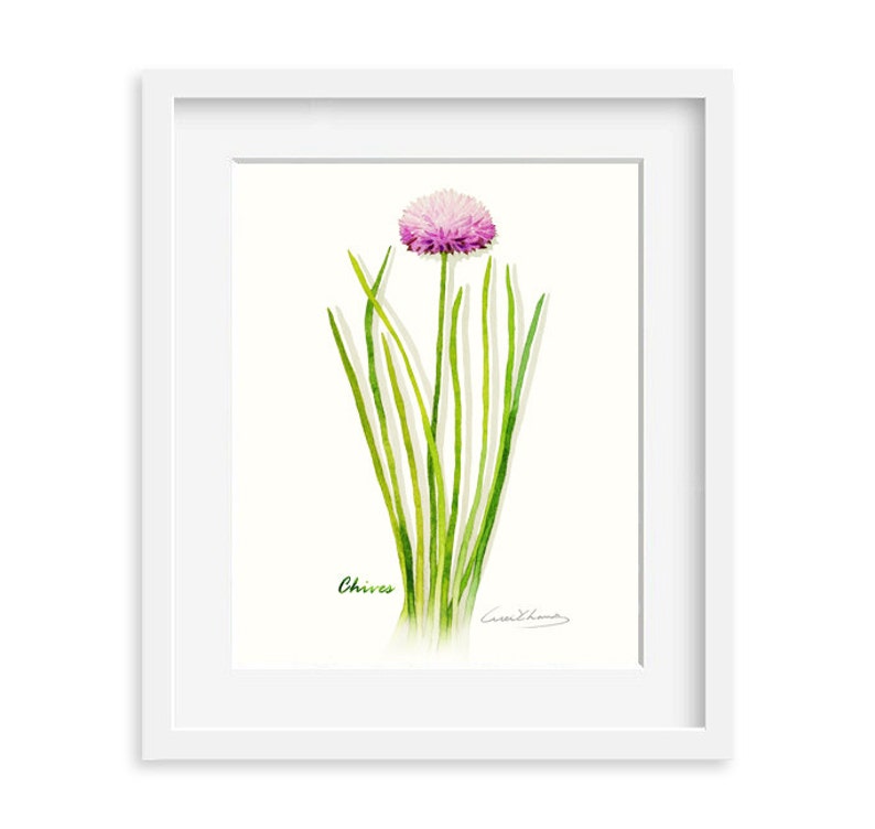 Chives Print, 5X7 Herb Watercolor Print, Kitchen Art, Herb Illustration ...