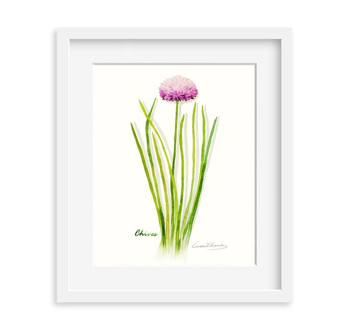 Chives Print, 5X7 Herb Watercolor Print, Kitchen Art, Herb Illustration ...