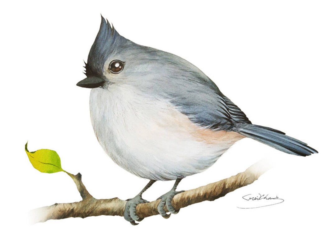 Tufted Titmouse Painting - Watercolor Tufted Titmouse - 5 X 7 Print ...