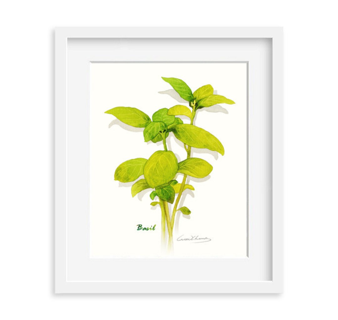 Basil Print, 8X10 Herb Watercolor Print, Kitchen Art, Herb Illustration ...