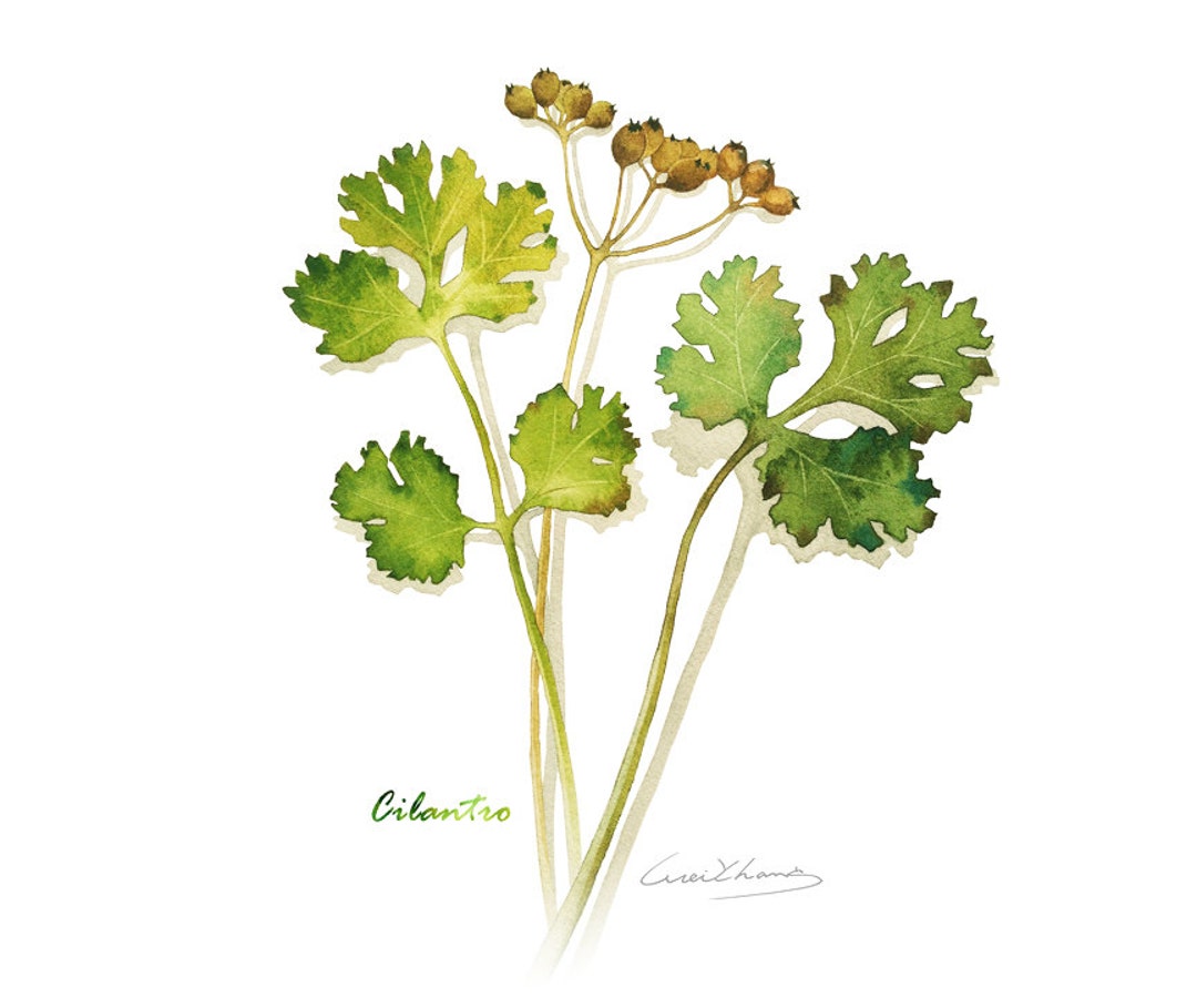 Cilantro Print, 5X7 Herb Watercolor Print, Kitchen Art, Herb ...