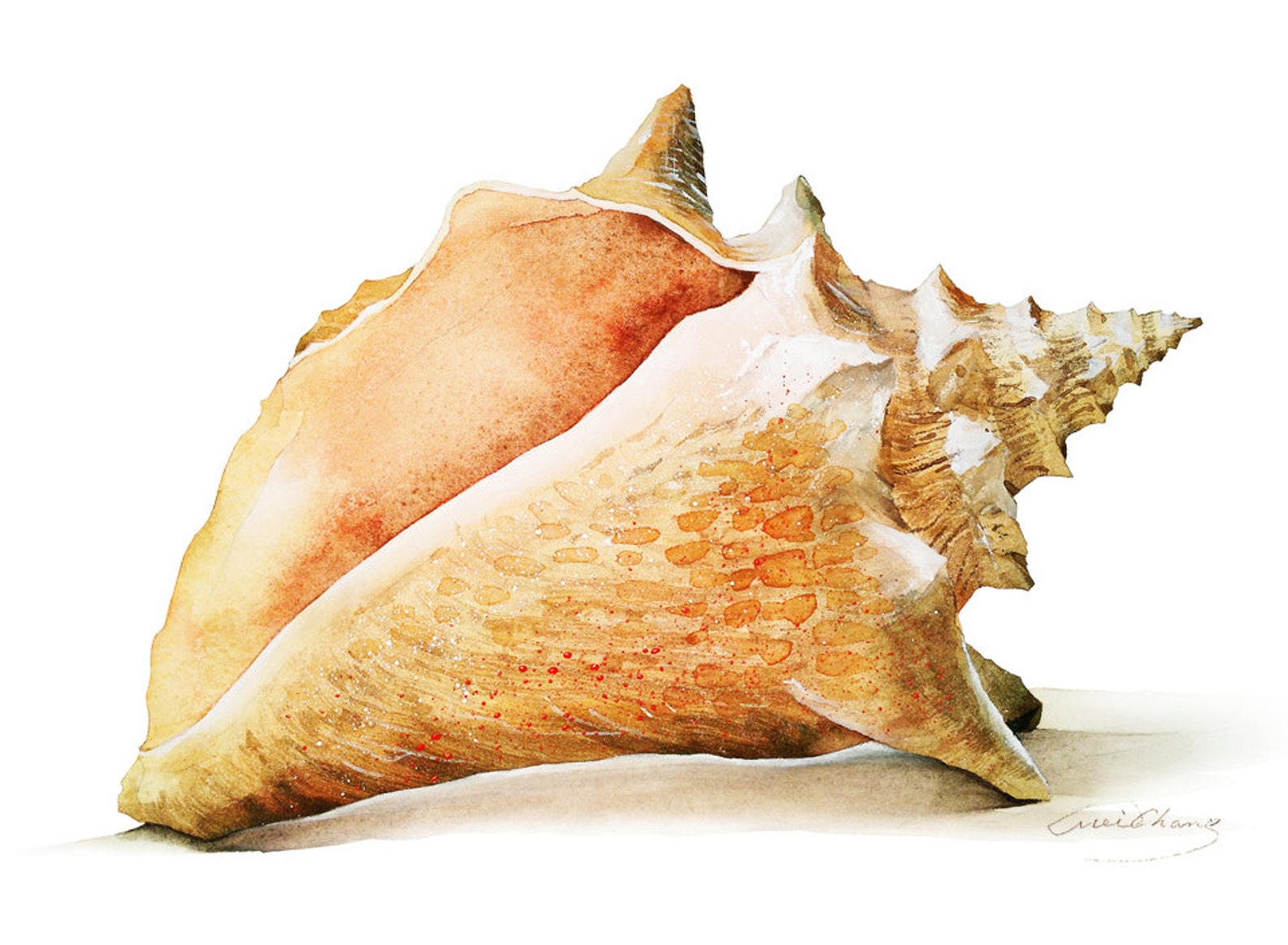 Watercolor Painting - Seashell (b) Painting - Watercolor Seashell - 5 ...