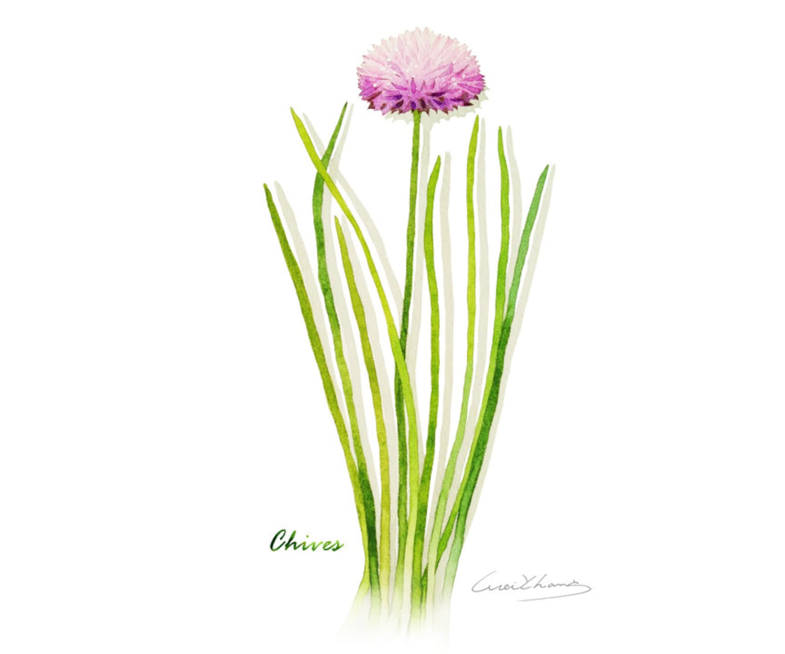 Chives Print, 8X10 Herb Watercolor Print, Kitchen Art, Herb ...