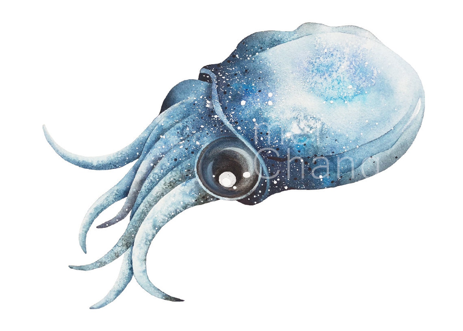 Cuttlefish Art Print 5X7 Cuttlefish Watercolor Art Print - Etsy
