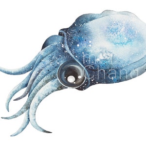 Cuttlefish Art Print, 5X7 Cuttlefish Watercolor Art Print, Cuttlefish ...
