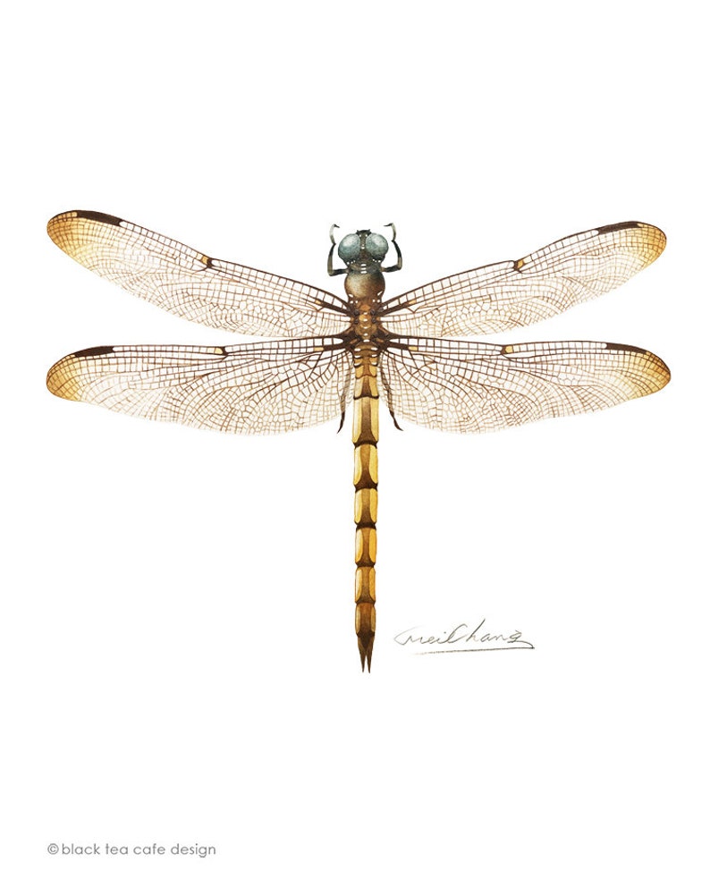 Dragonfly 8 by 10 Print Archival Print 8X10 Dragonfly - Etsy