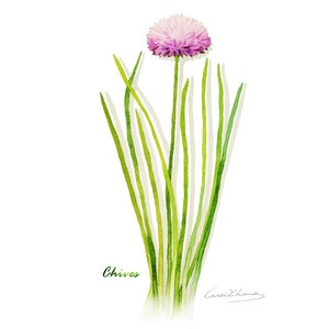 Chives Print, 5X7 Herb Watercolor Print, Kitchen Art, Herb Illustration ...
