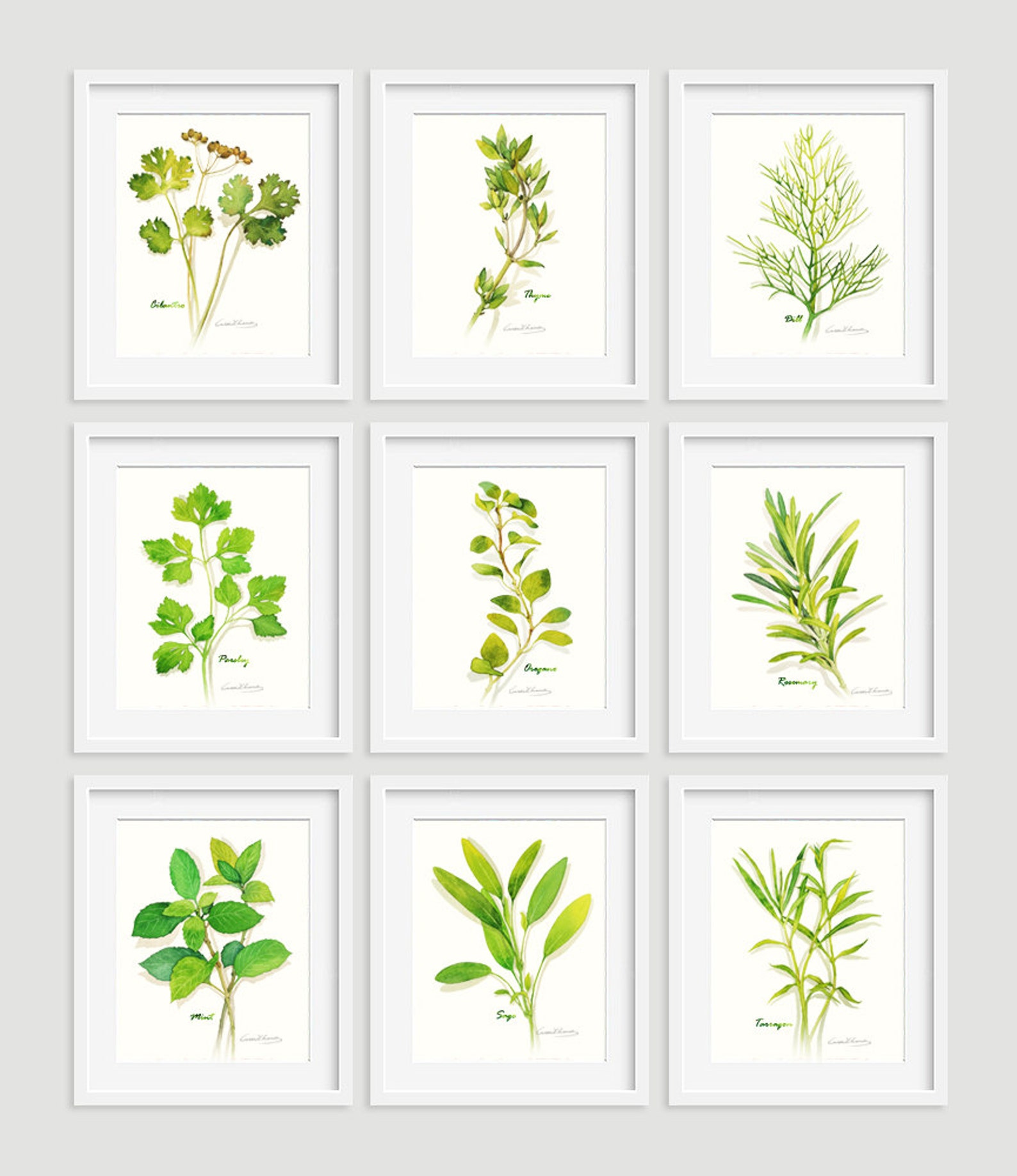Sage Print, 8X10 Herb Watercolor Print, Kitchen Art, Herb Illustration ...