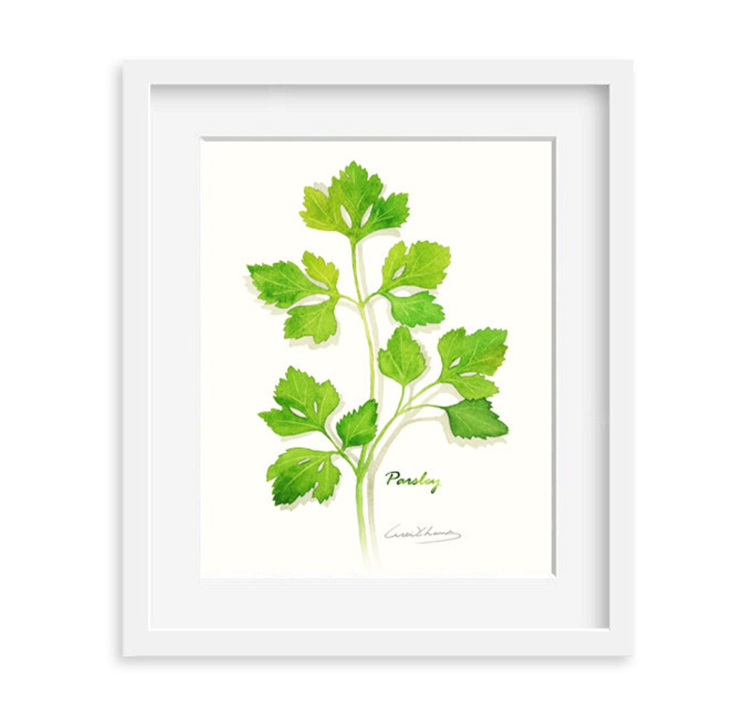 Parsley Print, 8X10 Herb Watercolor Print, Kitchen Art, Herb ...