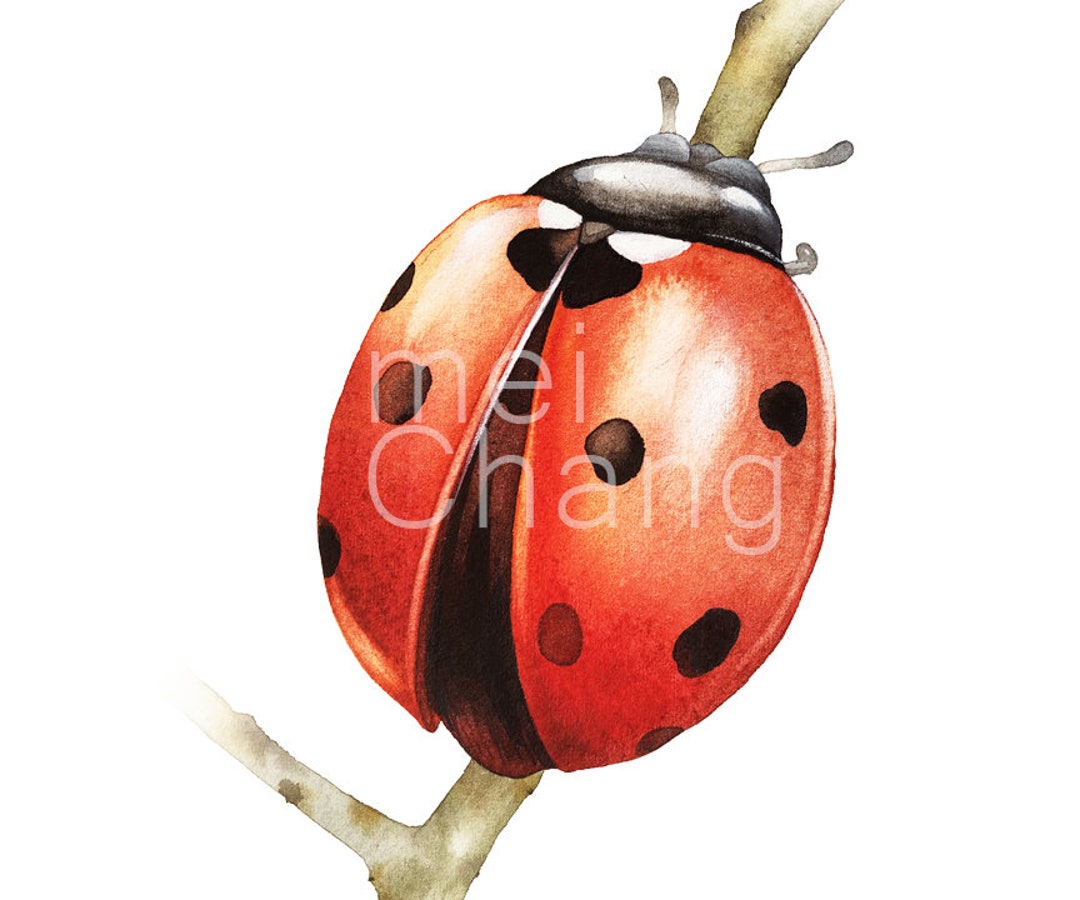Ladybug Art Print, 5X7 Ladybug Watercolor Art Print, Ladybug Painting ...