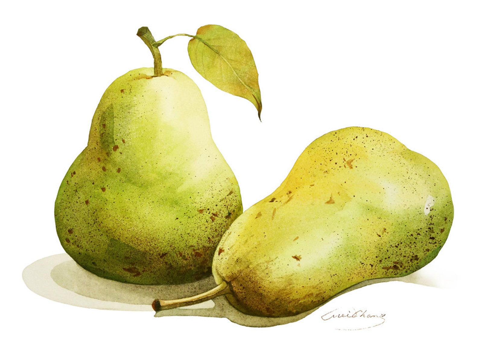 Watercolor Painting - Pear Painting - Watercolor Pear - 5 by 7 Print ...