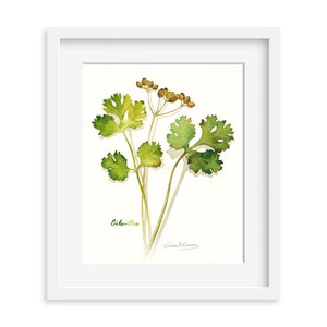 Cilantro Print, 5X7 Herb Watercolor Print, Kitchen Art, Herb ...