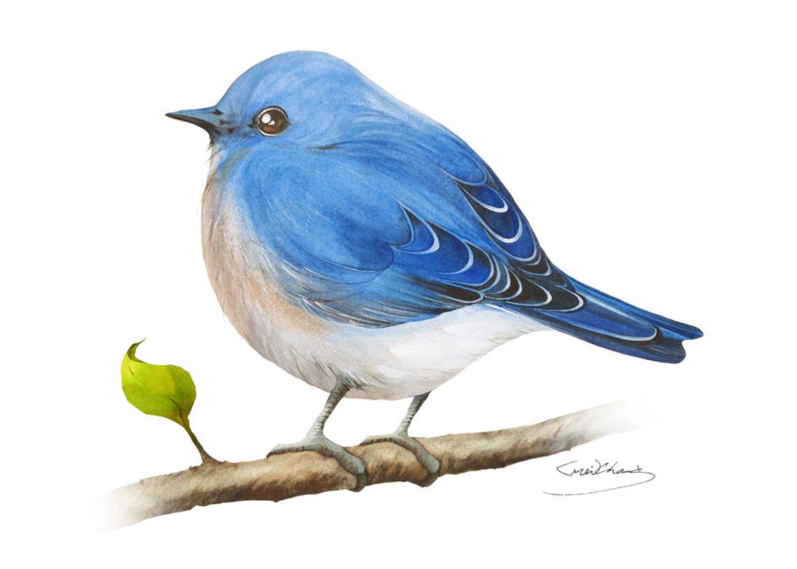 Bluebird Painting - Watercolor Bluebird - 5 X 7 Print - Watercolor ...