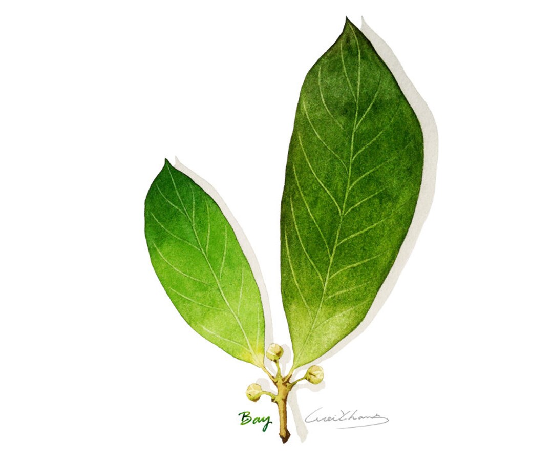 Bay Leaf Print, 5X7 Herb Watercolor Print, Kitchen Art, Herb ...