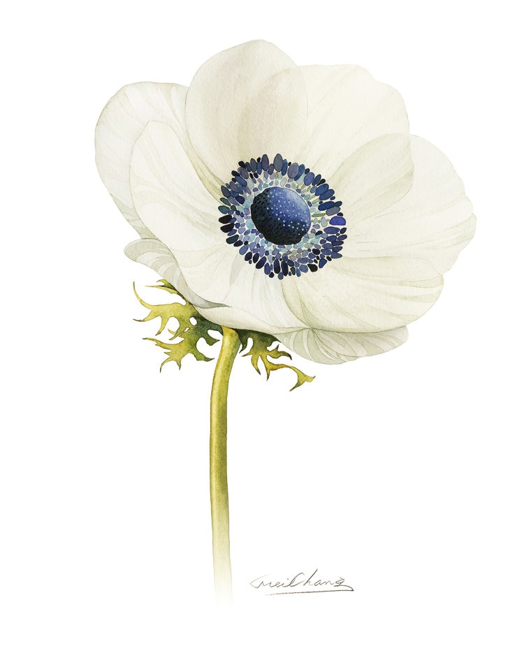 Anemone Flower Art Print, 5X7 Floral Watercolor Art Print, Plants ...